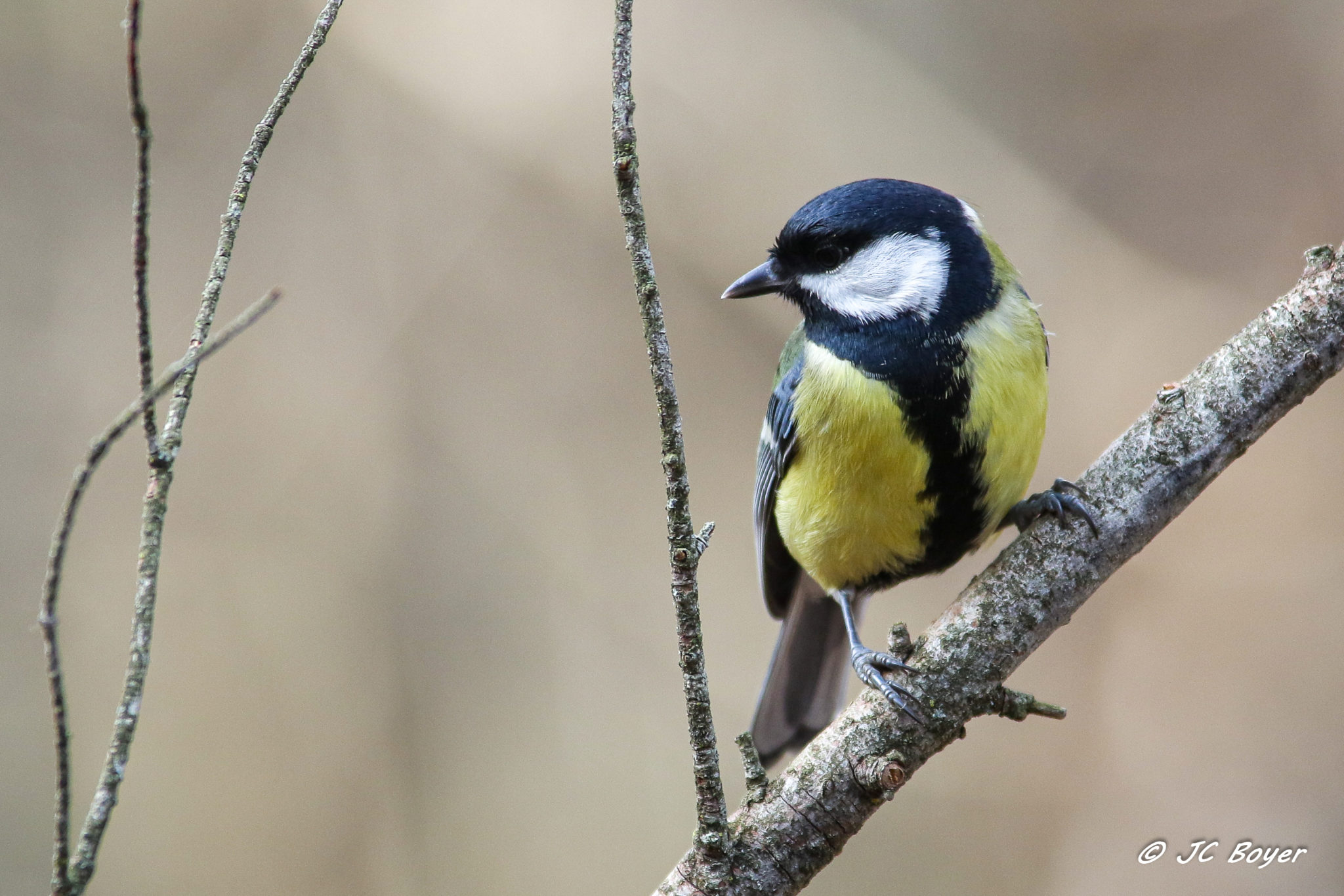 Les mésanges - Quercy.net