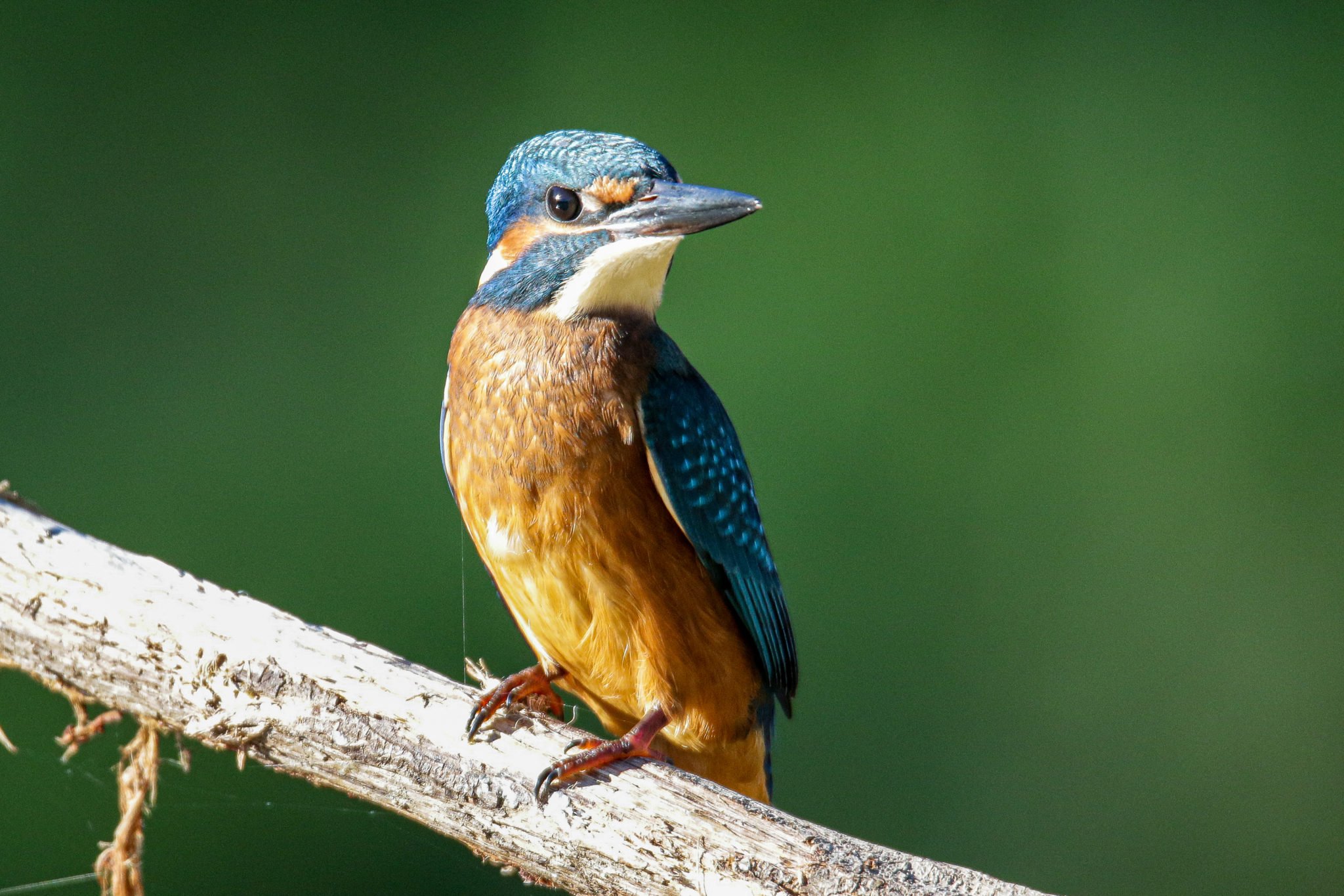 Le martin-pêcheur - Quercy.net