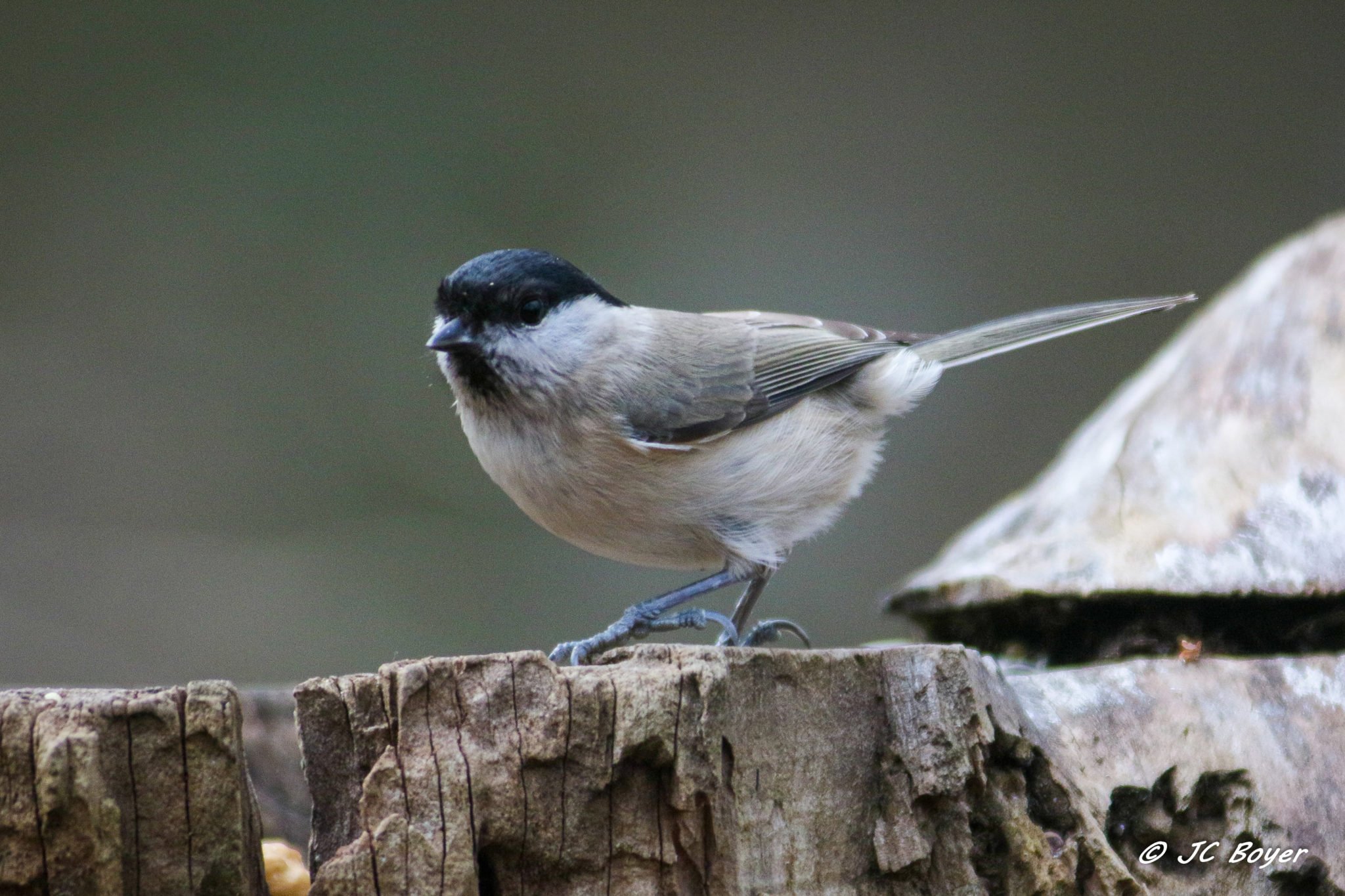 Les mésanges – Quercy.net