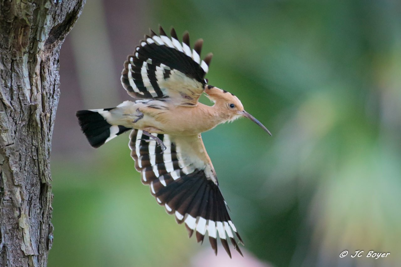 La Huppe fasciée - Quercy.net