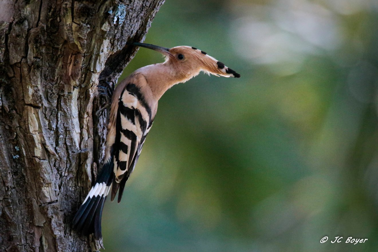 La Huppe fasciée - Quercy.net