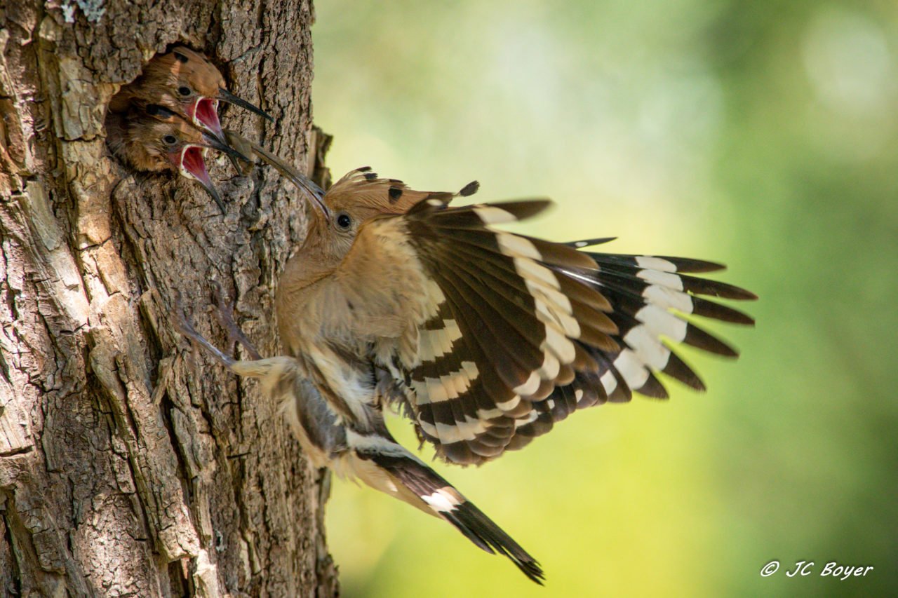 La Huppe fasciée - Quercy.net