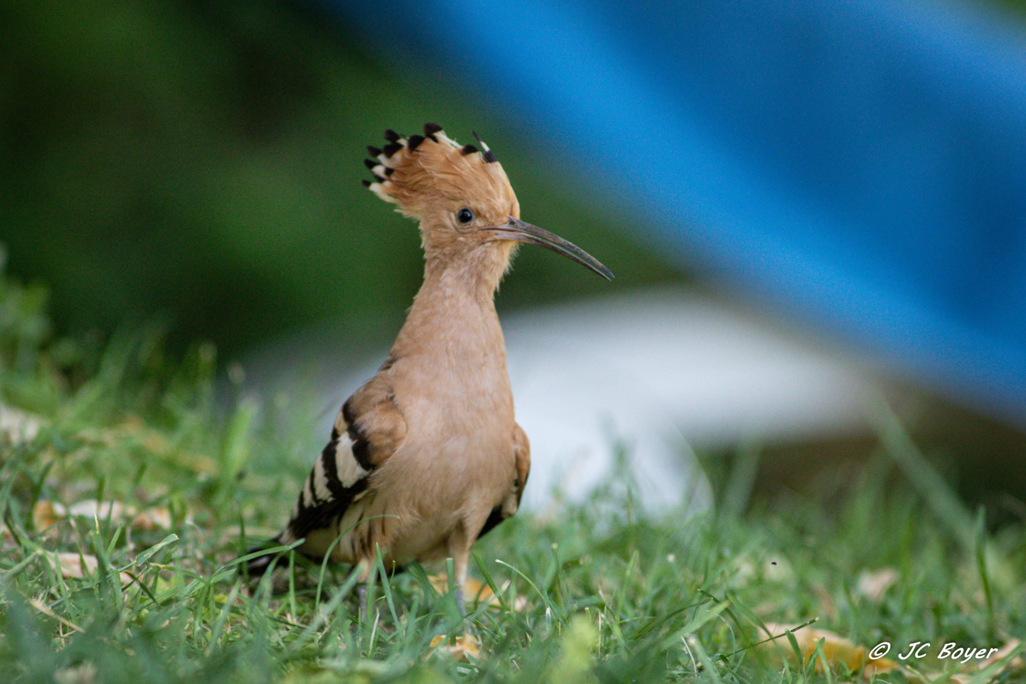 La Huppe fasciée - Quercy.net